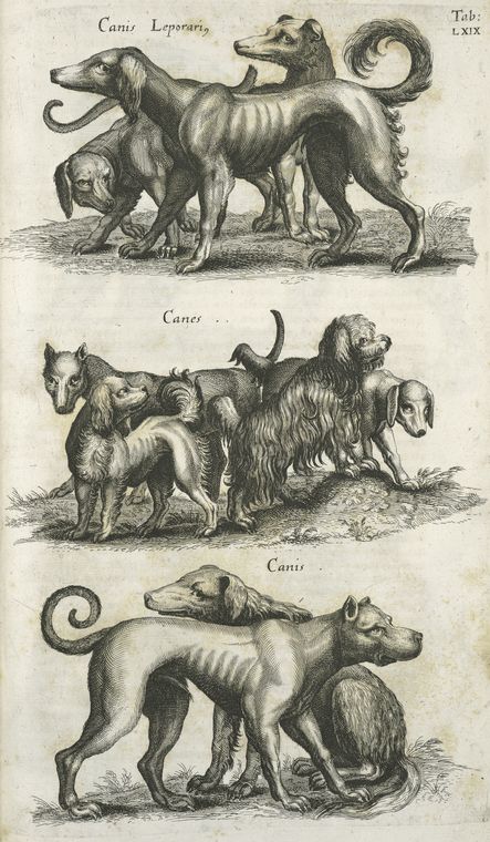 Canis Leporariæ; Canes; Canis. - NYPL Digital Collections