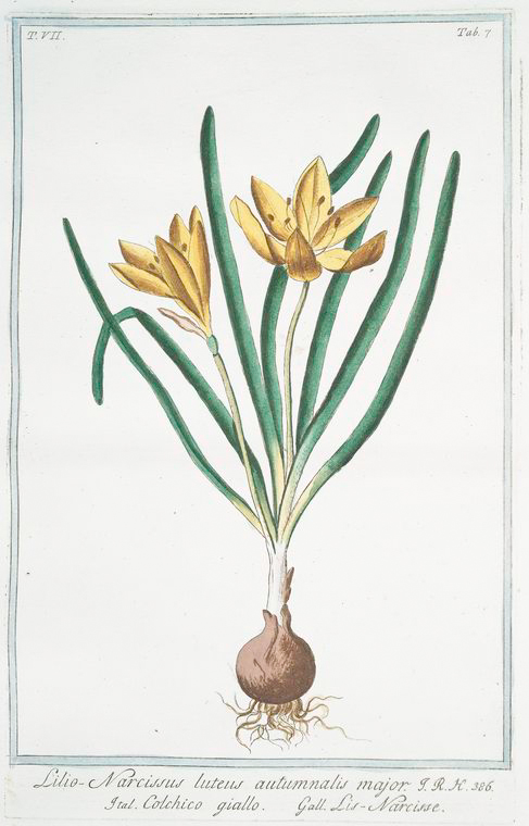 Autumn Crocus Drawing