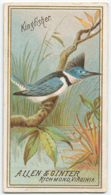 Kingfisher. - NYPL Digital Collections