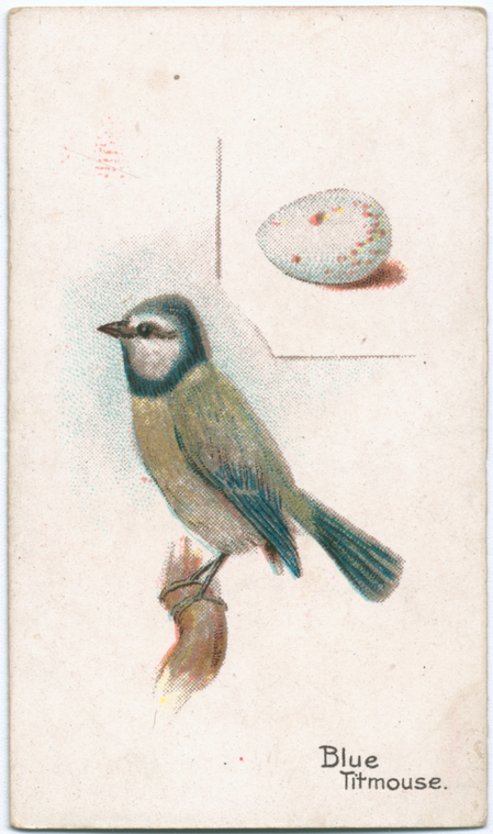 Blue titmouse. - NYPL Digital Collections