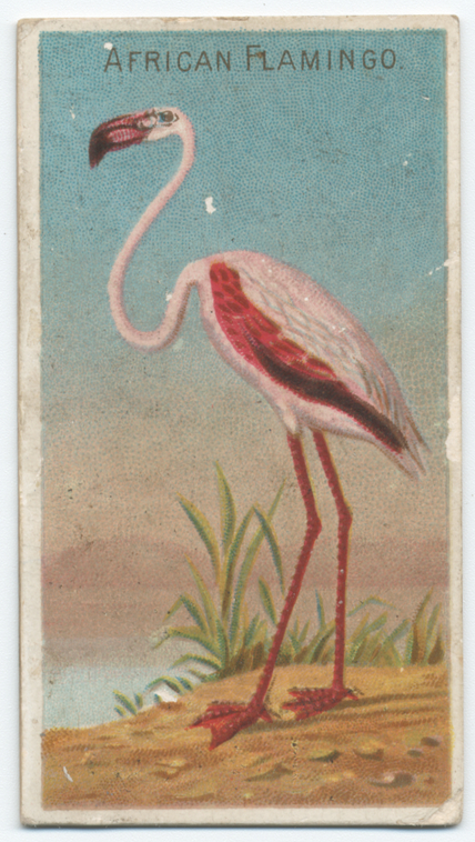 African flamingo. - NYPL Digital Collections