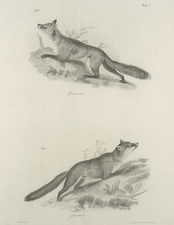 1. The Red Fox (Vulpus fulvus). 2. The Grey Fox (V. virginianus ...