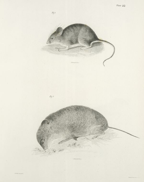 Meadow Jumping Mouse
