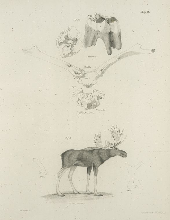 1. The Fossil Stag, skull, horns and teeth, (Elaphus americanus). 2 ...