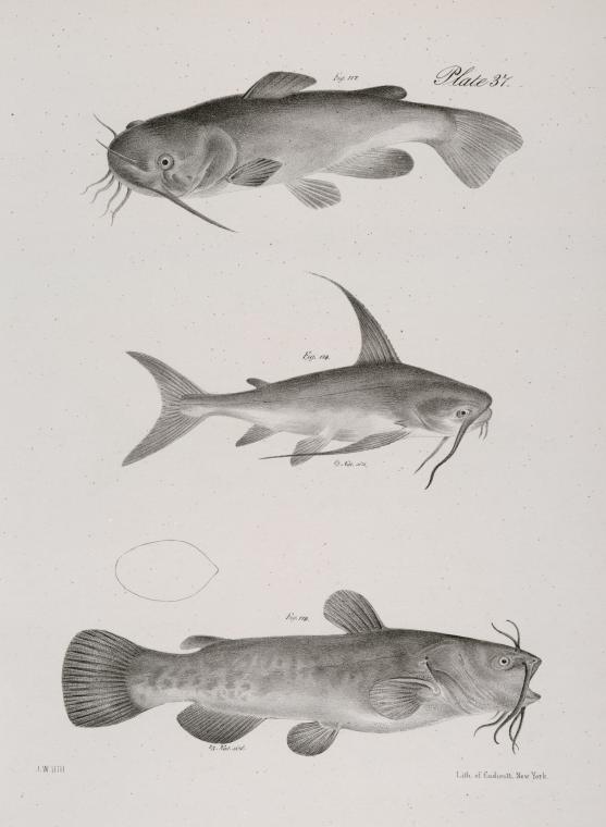 117. The Brown Catfish (Pimelodus pullus). 118. The Oceanic Catfish ...