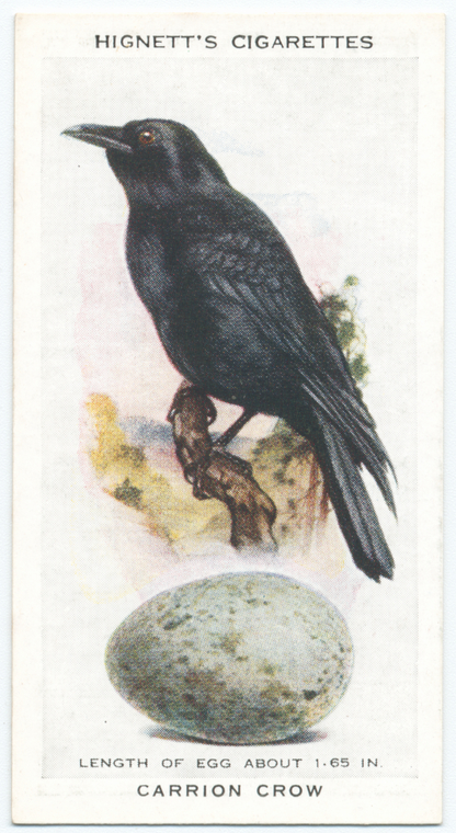 Carrion crow. - NYPL Digital Collections