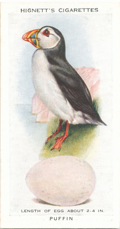 Puffin. - NYPL Digital Collections