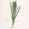 Ferraria undulata - NYPL Digital Collections