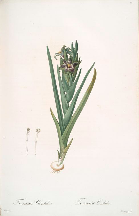 Ferraria undulata - NYPL Digital Collections