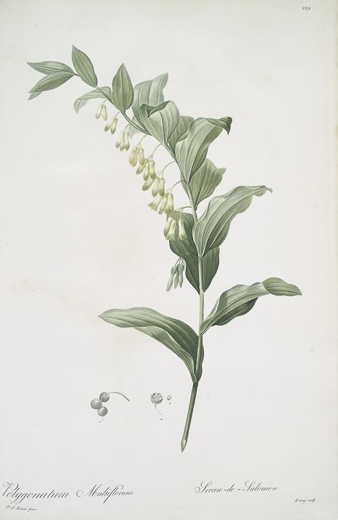 Polygonatum multiflorum - NYPL Digital Collections