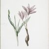 Colchicum variegatum - NYPL Digital Collections
