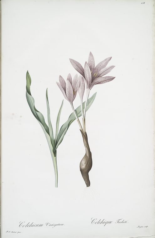 Colchicum variegatum - NYPL Digital Collections
