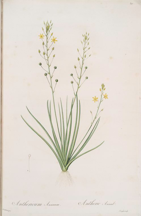Anthericum annum - NYPL Digital Collections