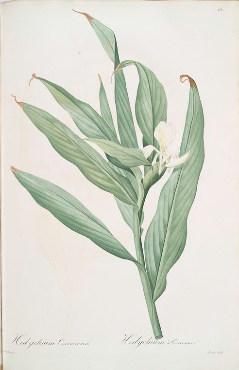 Hedychium coronarium - NYPL Digital Collections