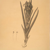 Ferraria undulata - NYPL Digital Collections