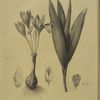 Colchicum autumnale - NYPL Digital Collections