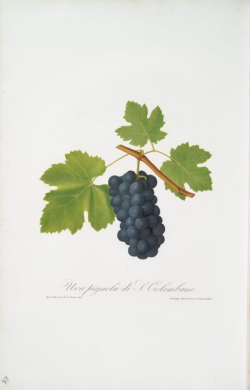Uva pignola di S. colombano. [Pignolo di San Colombano ; Vitis vinifera ...