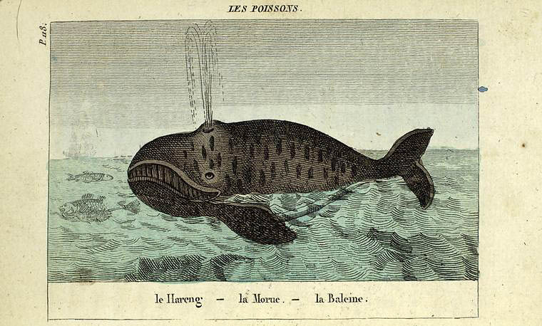 Les Poissons: le Hareng, la Morue, la Baleine. - NYPL Digital Collections