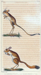 1. La Gerboise d'Egypte. 2. La Grande Gerboise du Cap. - NYPL Digital ...