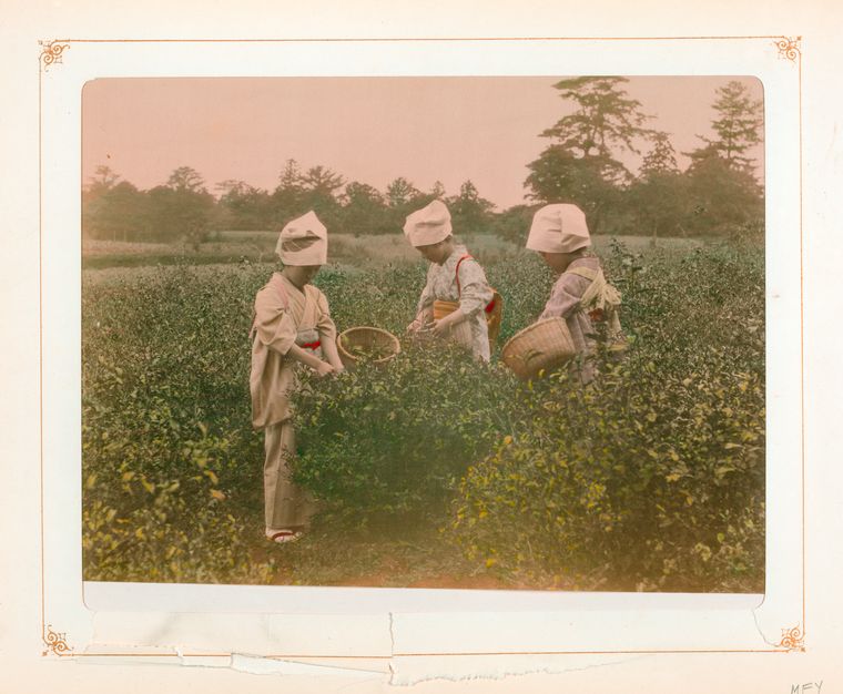 Tea Picking - NYPL Digital Collections