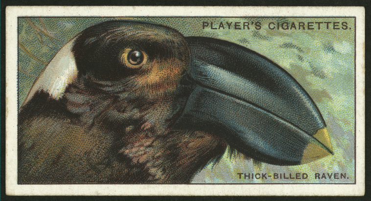 Thick-billed raven. - NYPL Digital Collections