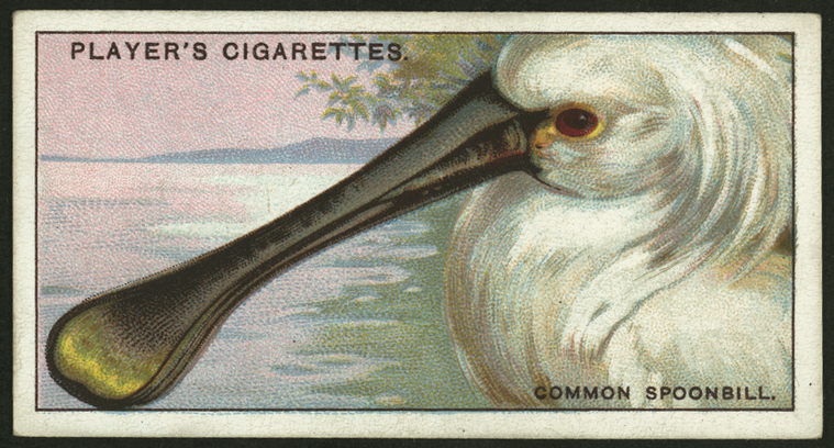 Common spoonbill. - NYPL Digital Collections
