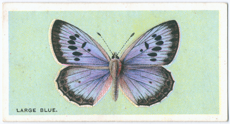 Large blue. - NYPL Digital Collections