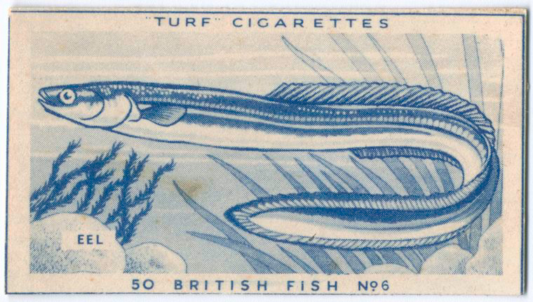 Eel. - NYPL Digital Collections