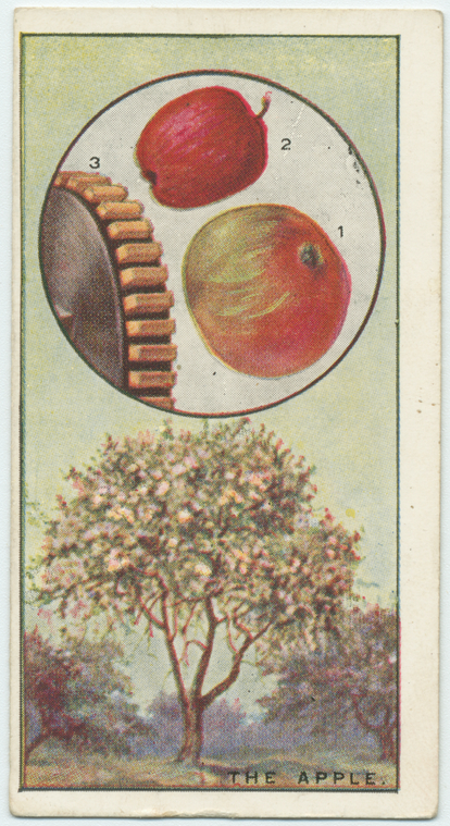 The apple. - NYPL Digital Collections