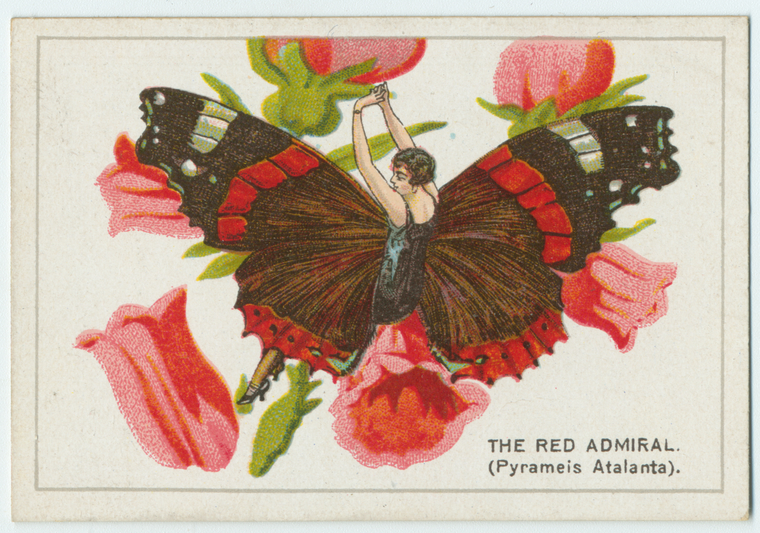 The red admiral. - NYPL Digital Collections