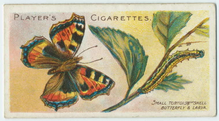 Small tortoise-shell butterfly & larva. - NYPL Digital Collections