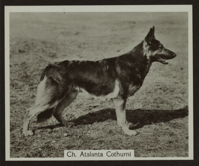 Ch. Atalanta Cothurni. - NYPL Digital Collections