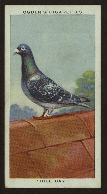 Bill Bay. - NYPL Digital Collections