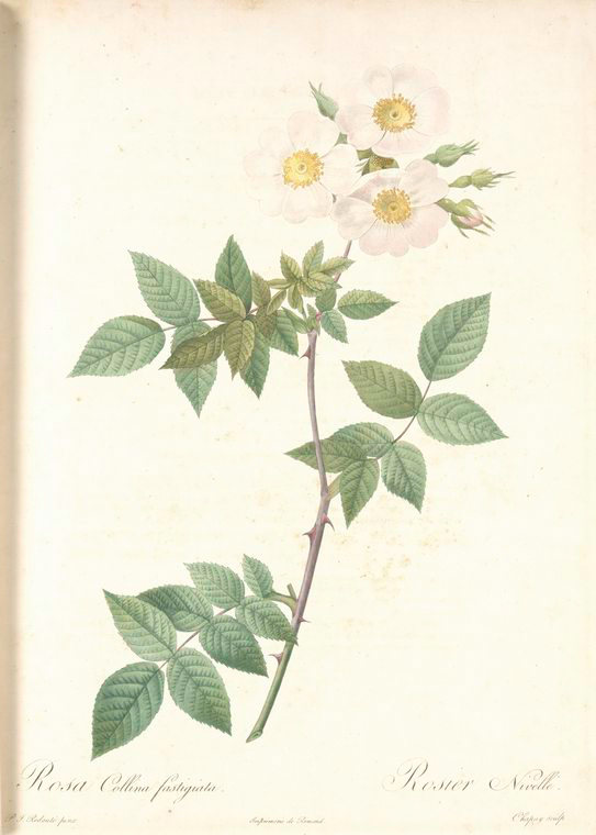 Rosa Collina Fastigiata; Rosier des Collines; Rosier a court-style (syn ...