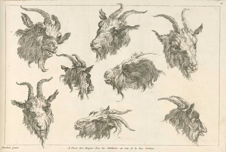 Studies of heads of goats. - NYPL Digital Collections