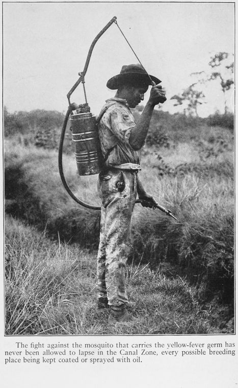 The fight against the mosquito that carries the yellow-fever germ has ...