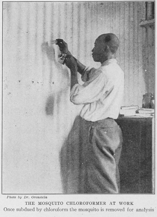 The mosquito chloroformer at work : Once subdued by chloroform the ...