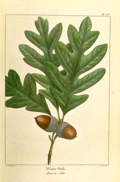 White Oak (Quercus alba). - NYPL Digital Collections