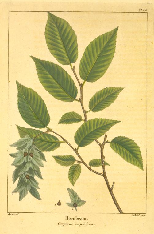 Hornbeam (Carpinus virginiana [Carpinus americana]). - NYPL Digital ...