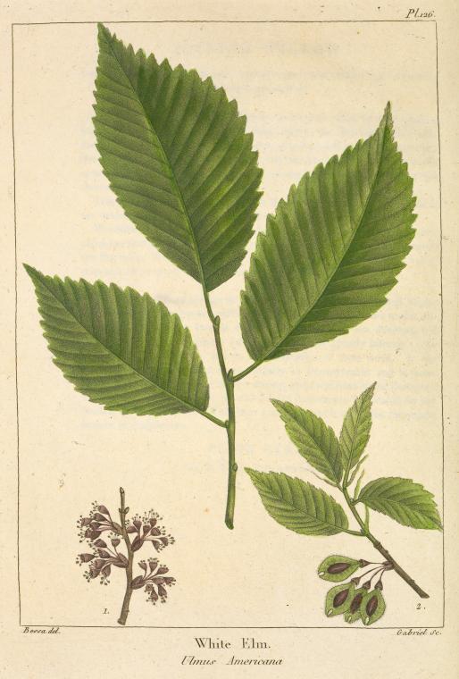 White Elm (Ulmus americana). - NYPL Digital Collections