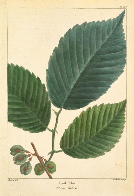 Red Elm (Ulmus rubra). - NYPL Digital Collections