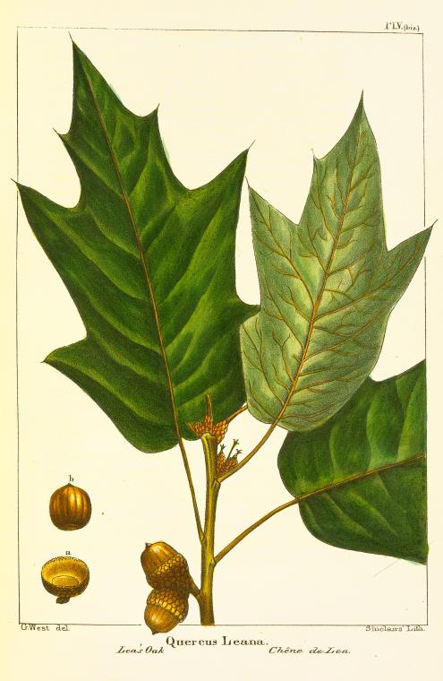 Lea's Oak (Quercus leana). - NYPL Digital Collections
