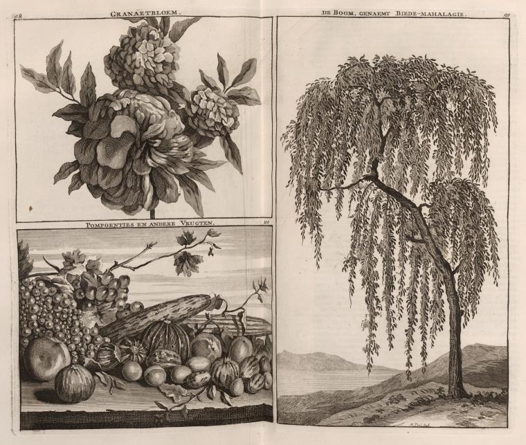 Granaetbloem ; De Boom, genaemt Biede-Mahalagie ; Pompoentjes en andere ...