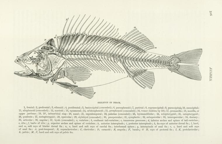 Skeleton of Perch. - NYPL Digital Collections