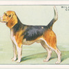 Wire Fox Terrier. - NYPL Digital Collections