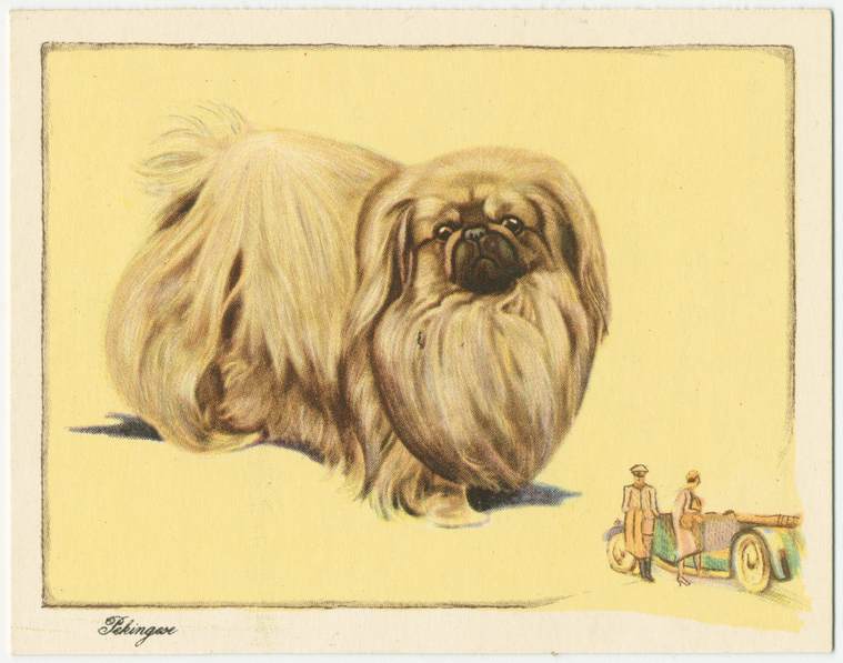 The Pekingese. - NYPL Digital Collections