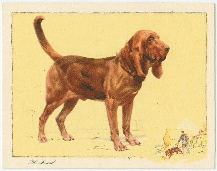 The Bloodhound. - NYPL Digital Collections