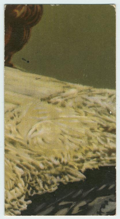 A famous picture in 48 sections - NYPL Digital Collections