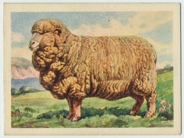 Merino ewe. - NYPL Digital Collections