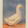 Pekin drake. - NYPL Digital Collections